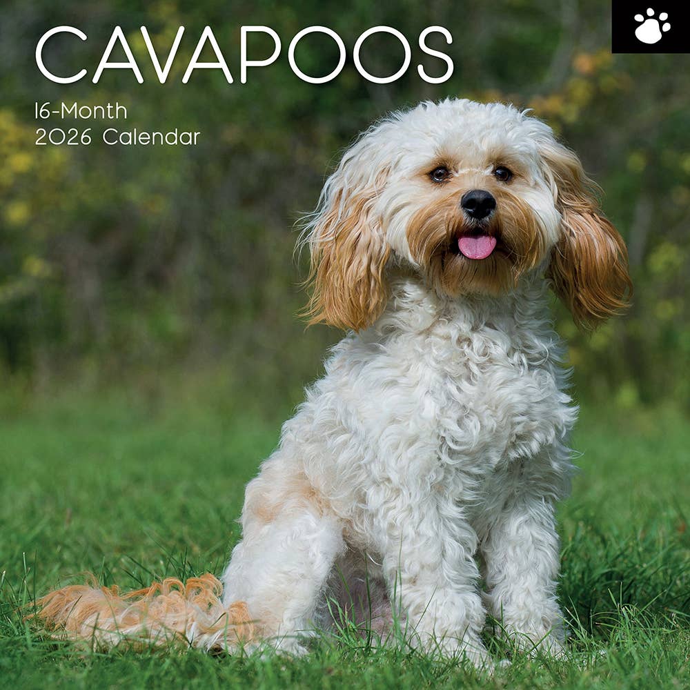 2026 Square Wall Calendar - Cavapoos – Baile - Creative Studio Limited